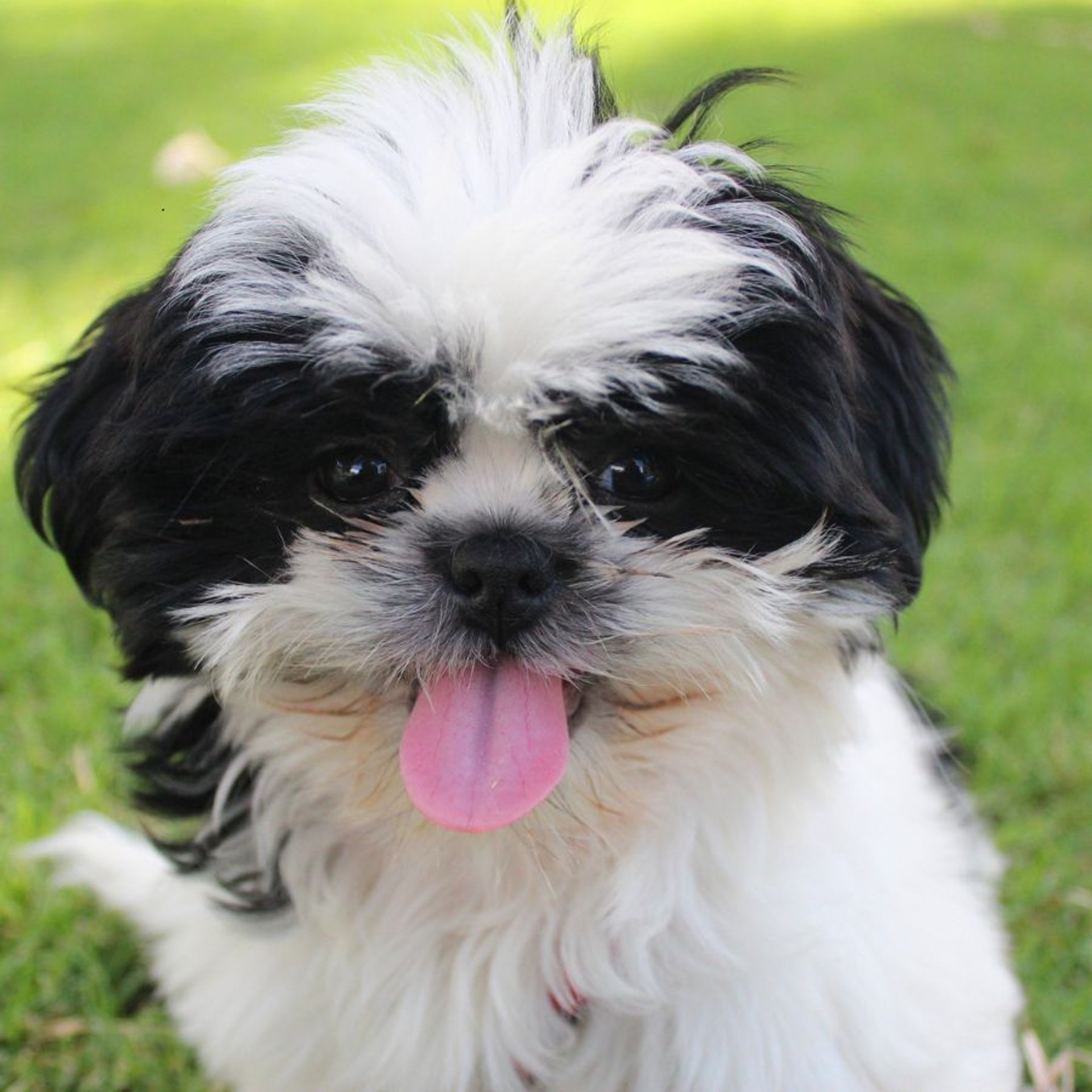 Nie tylko labrador. 5 najbardziej lojalnych ras psów. Za opiekunem ...