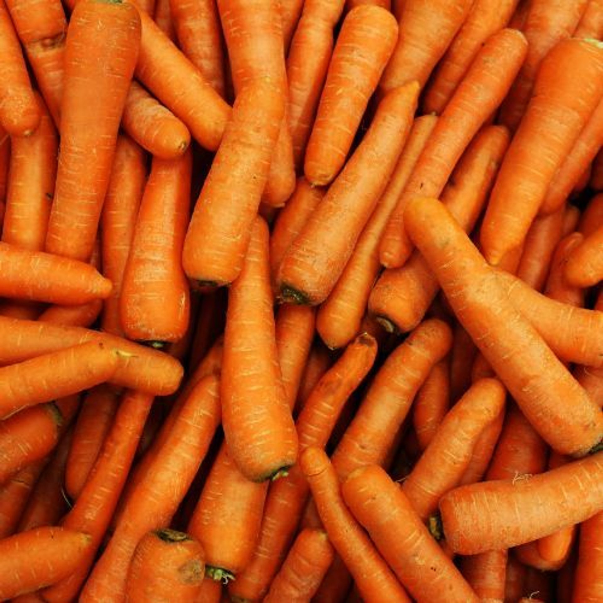 Czy można jeść marchewkę z białym nalotem i czarnymi plamami? Błąd jest ...