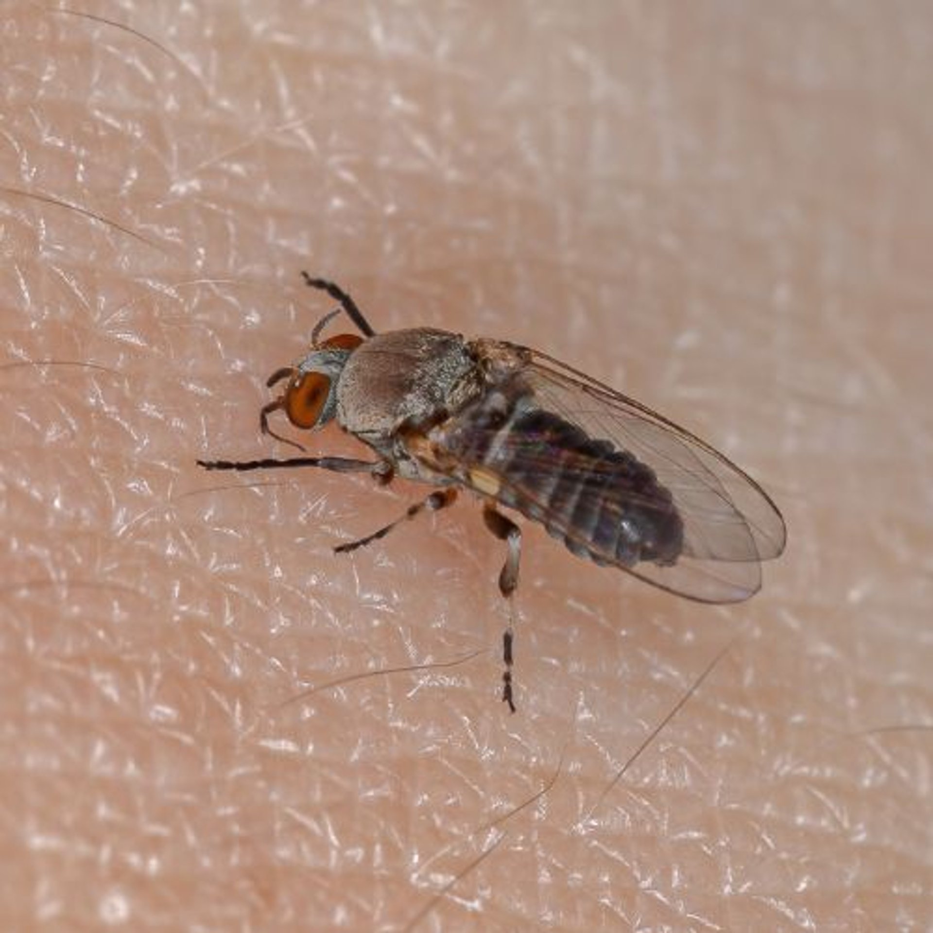 Najlepsze sposoby na meszki. Owady będą trzymać się od Ciebie z daleka ...