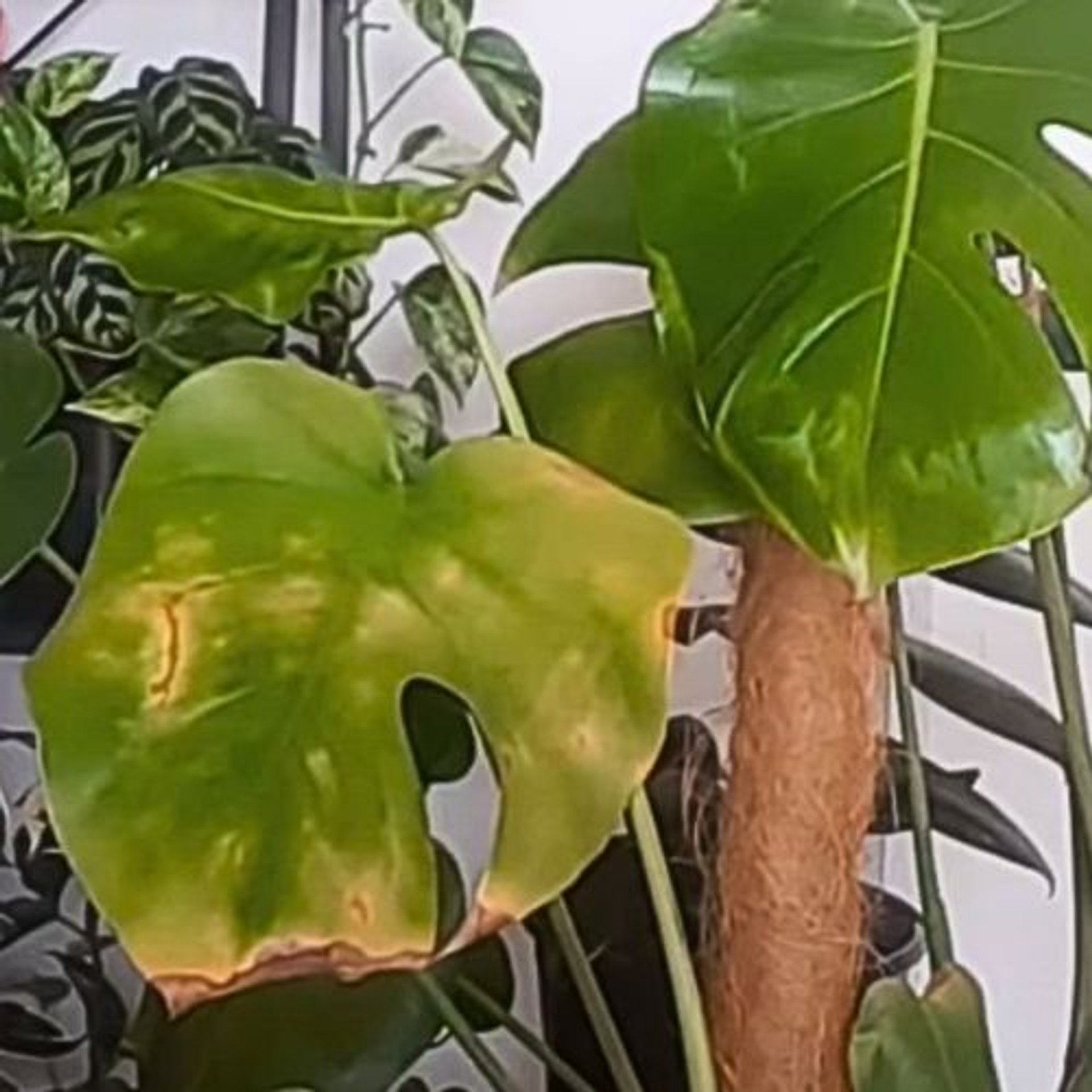 Na liściach monstery pojawiły się ciemne plamy? Tylko tak ją uratujesz ...