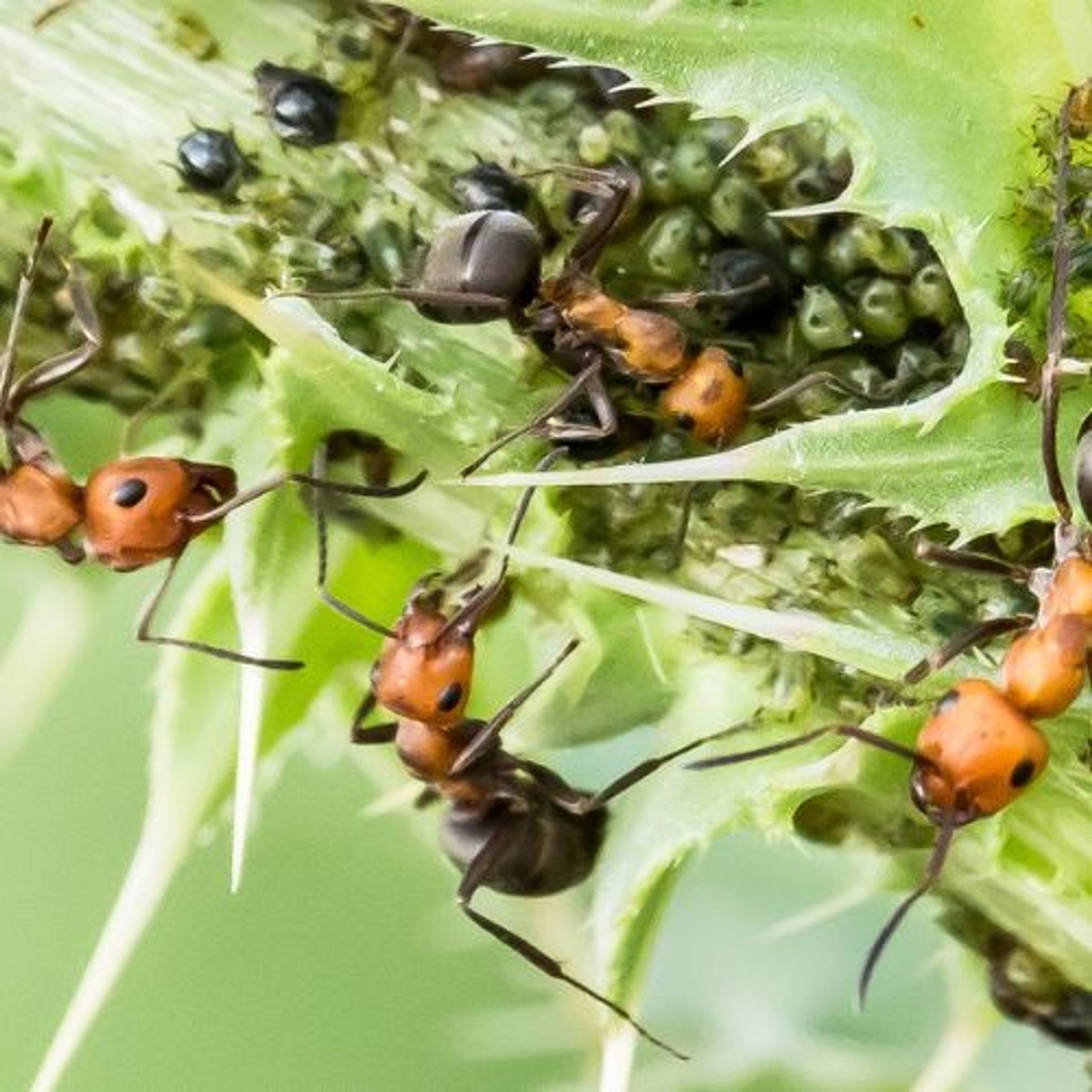 Posmaruj tym drzewka owocowe. Mszyce i mrówki już ich nie tkną | Domek ...