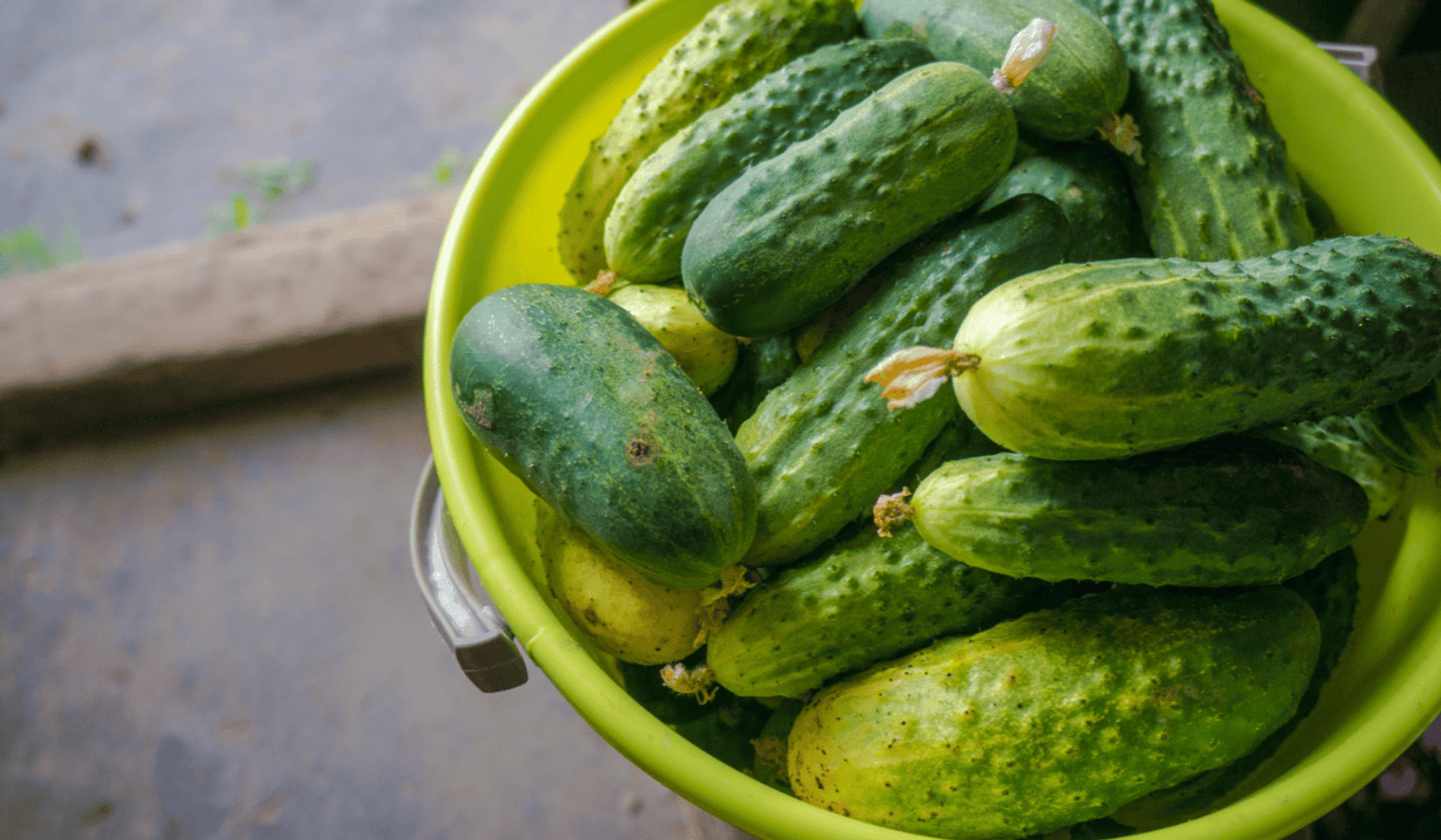 Z 1 krzaka sypnie ogórkami na wiele wiader. Podlej ogórki nawozem ...