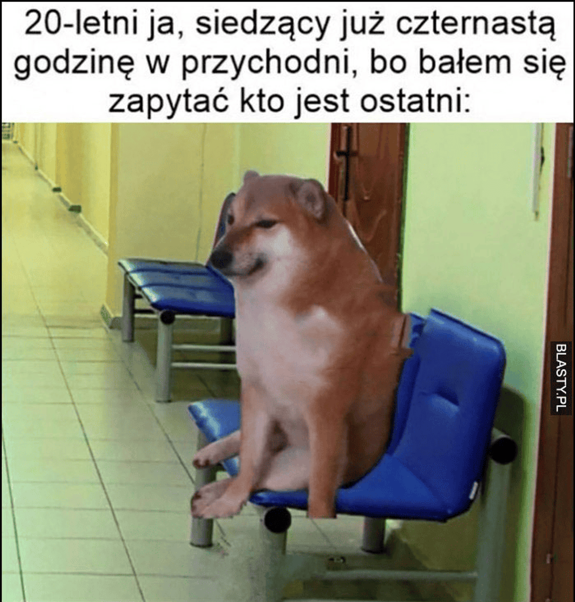 Tego psa zna cały świat, odszedł bohater kultowych memów. Shiba inu Cheems przegrał z poważną ...