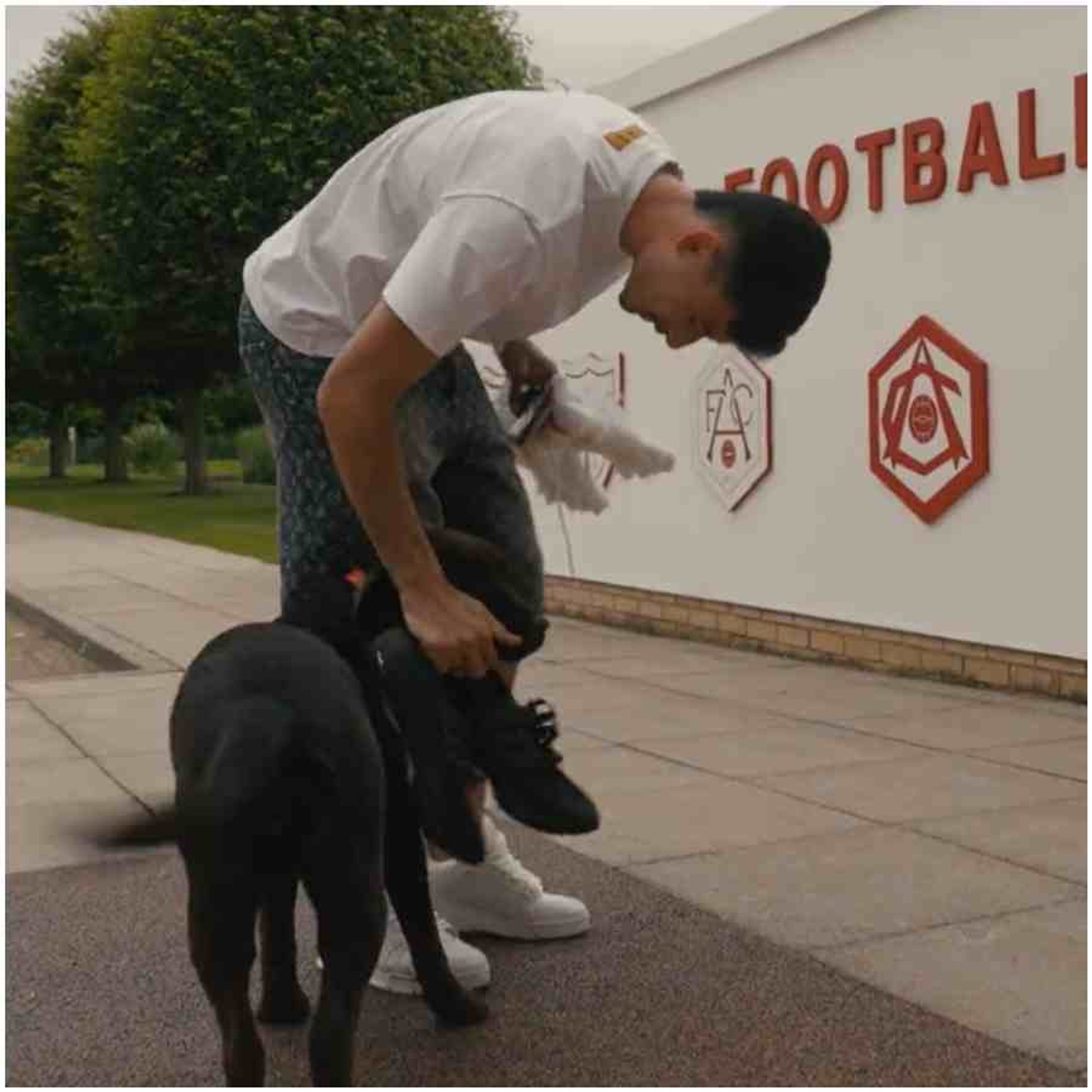 Takiego transferu do drużyny Arsenalu nikt się nie spodziewał. Labrador ...