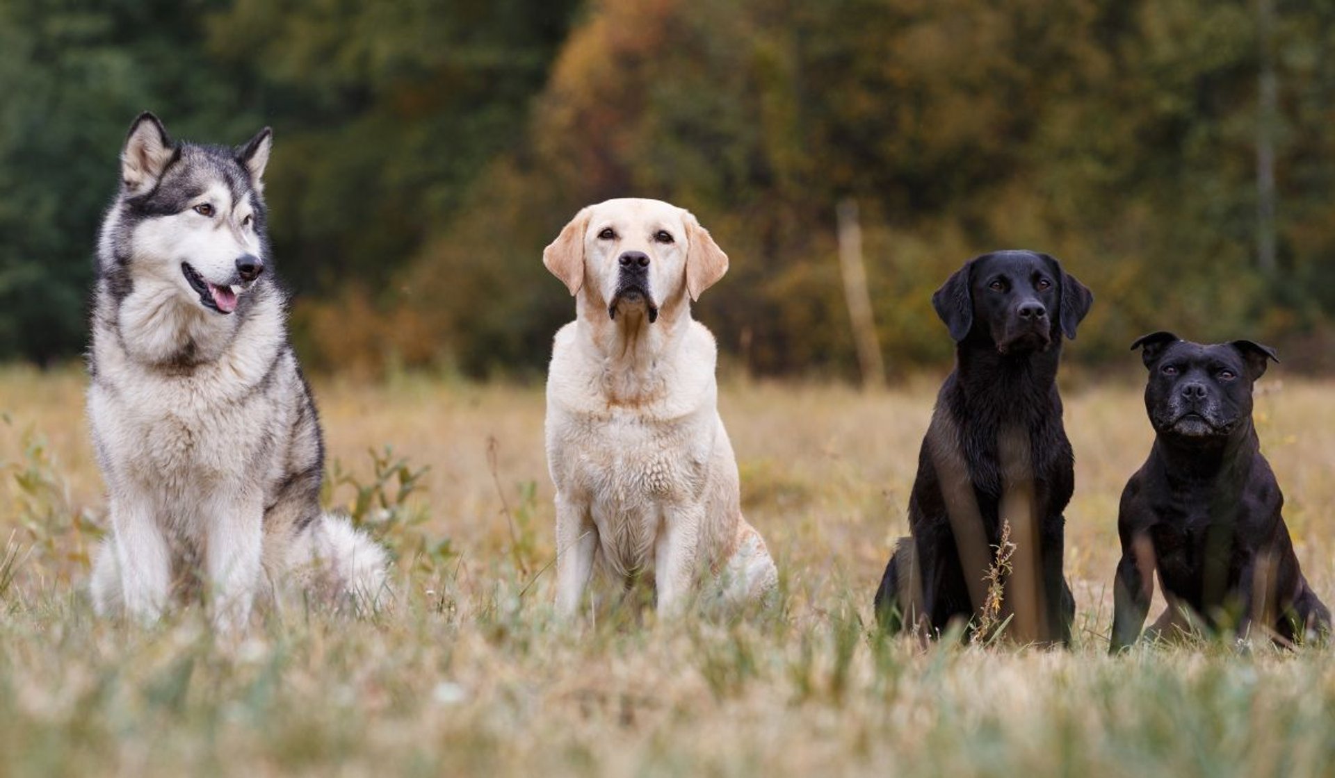 To najmądrzejsza rasa psa? Psychologowie nie mają wątpliwości | Świat ...