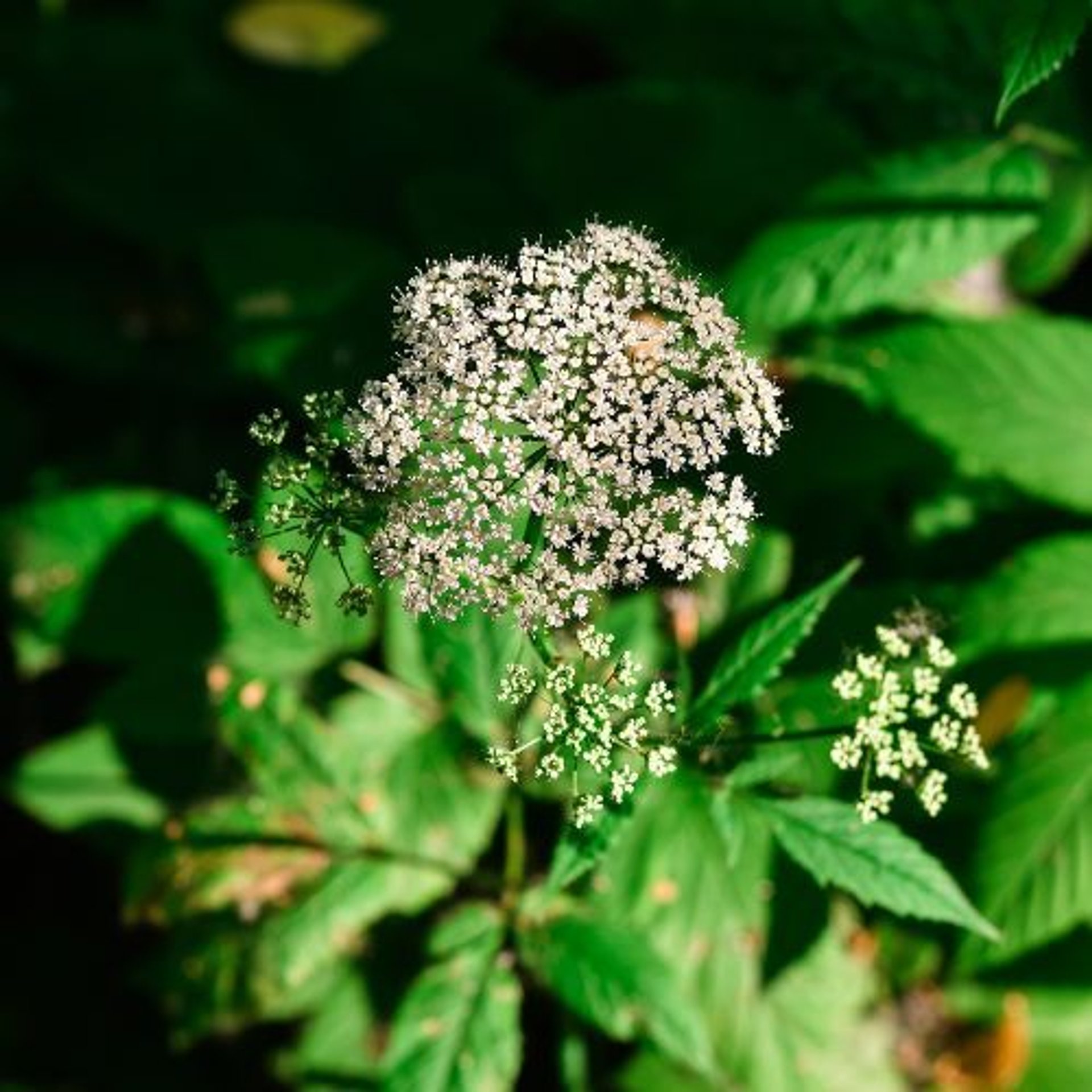 Ta roślina wygląda niegroźnie, a jest śmiertelnie niebezpieczna. Unikaj ...