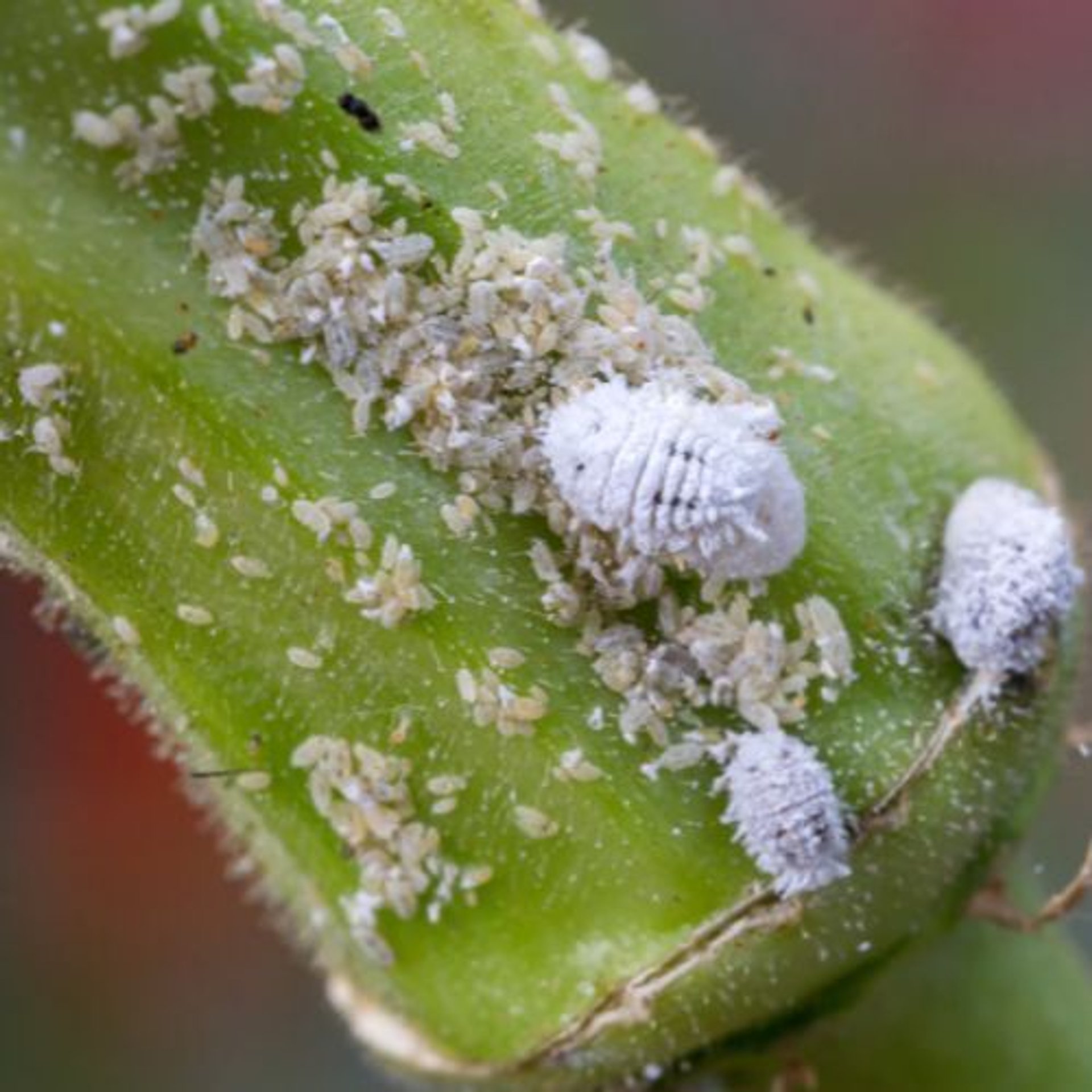 Zastosuj, gdy pojawiły się wełnowce. Szybko uratujesz rośliny | Domek i ...