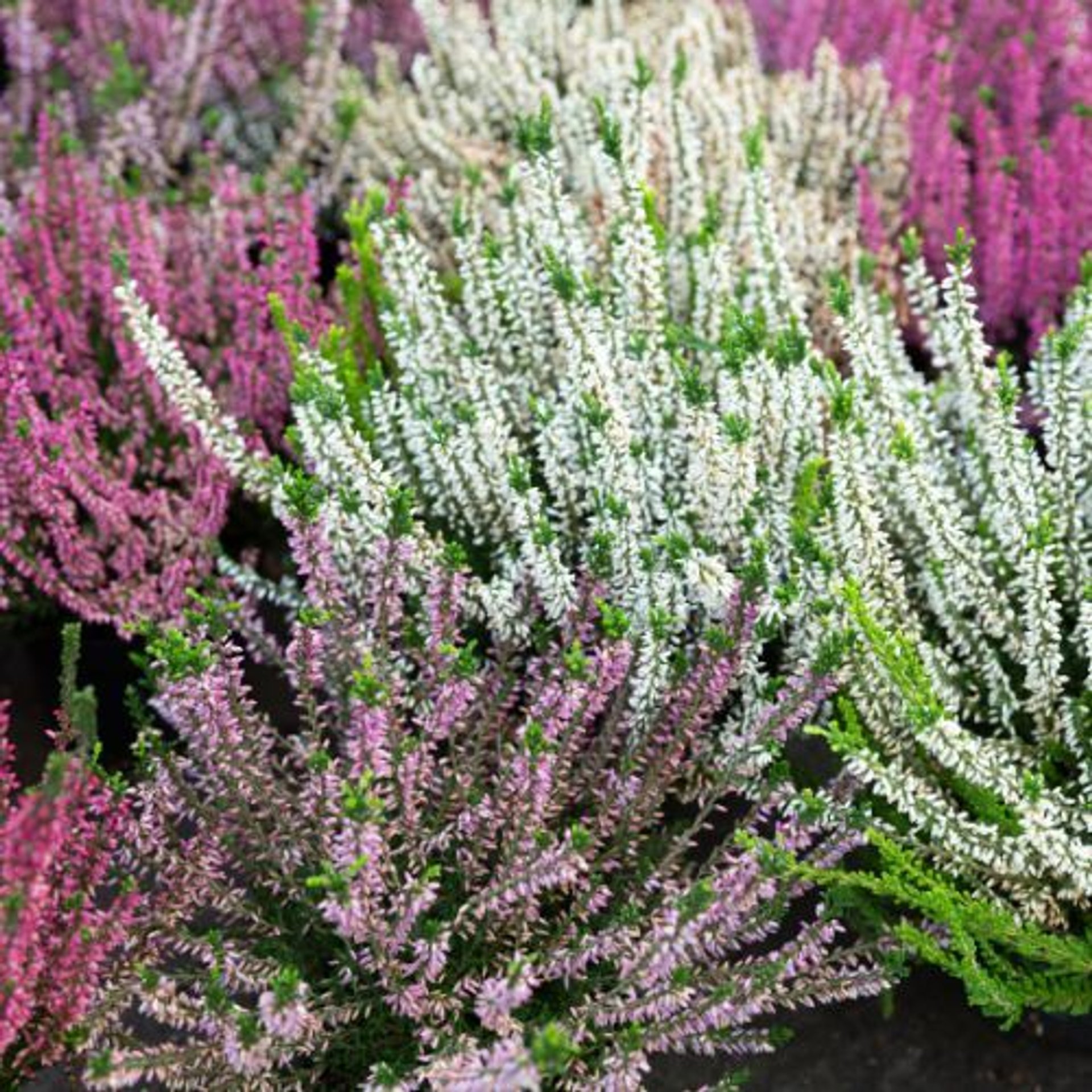 Zrób po zimie, jeśli chcesz mieć piękne wrzosy. Inaczej zmarnieją ...