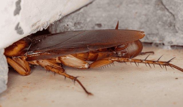 Karaluchy boją się go jak ognia. Działaj szybko, a uratujesz dom ...