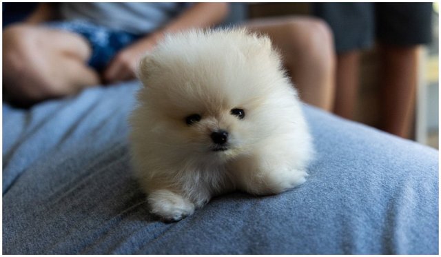 Najdroższe rasy psów na świecie. Cena za szczeniaka? Lepiej usiądźcie ...