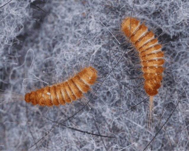 Latające robaki w domu. Dotarły do Polski z Afryki. Czy jest się czego ...