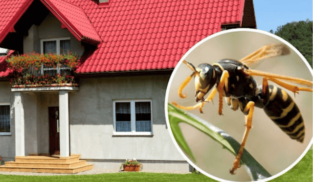 Powieś to przy domu. Osy będą trzymać się od niego z daleka