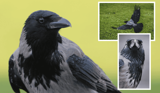 Wygoń wrony z ogrodu prostym trikiem. Z łatwością uratujesz uprawy ...