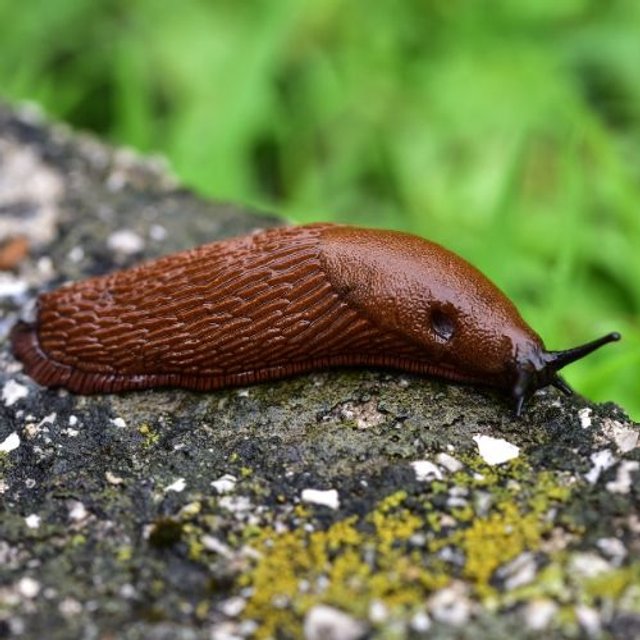 Ślimaki nie niszczą moich pomidorów. Uprawiam je tylko tak | Domek i ...