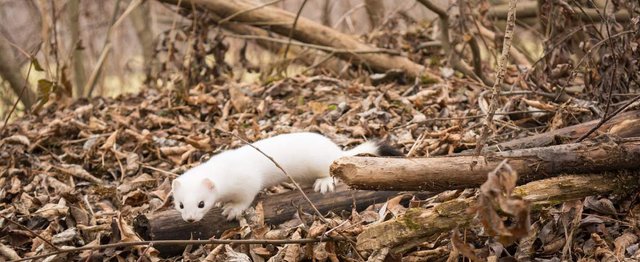 Gronostaj: drapieżny mikrus | Świat Zwierząt