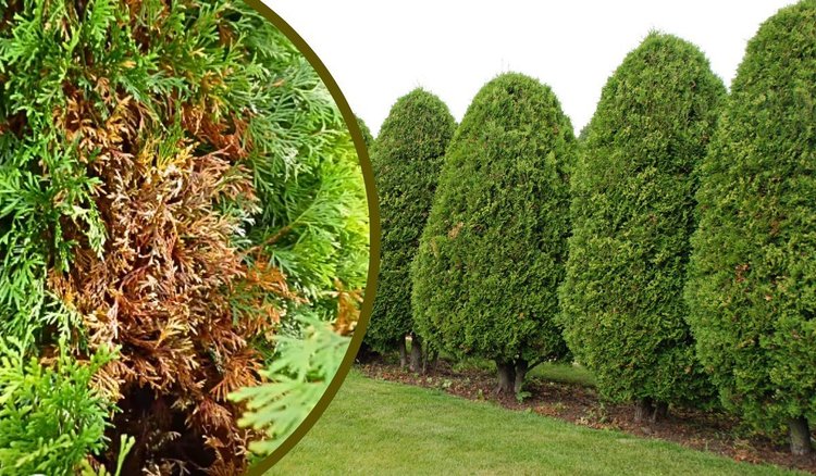 Dlaczego tuje robią się brązowe w środku? Oto, co można zrobić