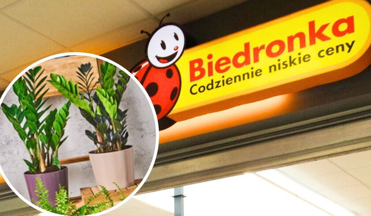 Przepiękne kwiaty doniczkowe za grosze w Biedronce. Pospiesz się, do końca promocji zostały ...