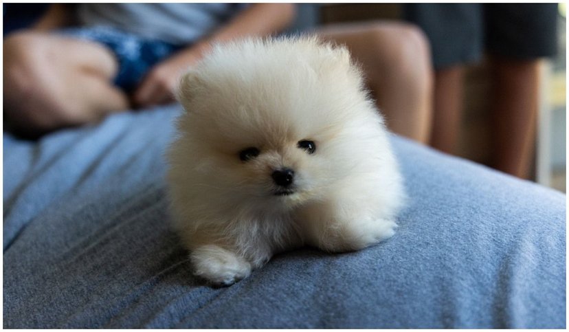 Najdroższe rasy psów na świecie. Cena za szczeniaka? Lepiej usiądźcie ...