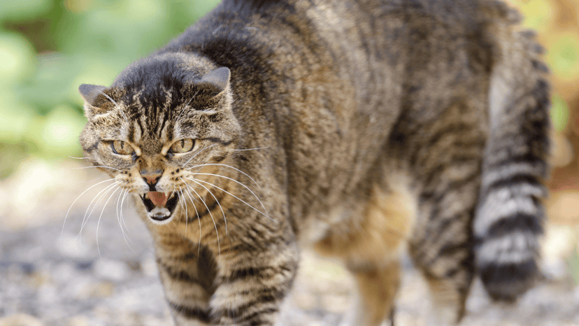 Wścieklizna - objawy u ludzi i zwierząt, jak można się zarazić, jak ...