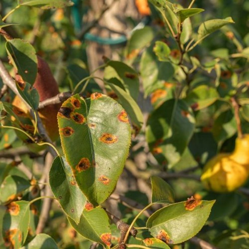 Rdza gruszy - jak się jej pozbyć? Zwalczanie, zapobieganie i opryski ...