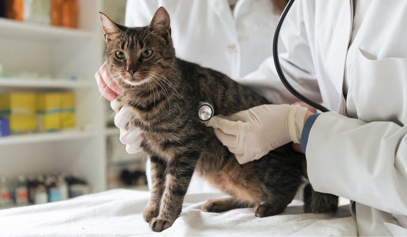 FIP atakuje koty znienacka i nie bierze jeńców. Te objawy powinny wzbudzić twoją czujność