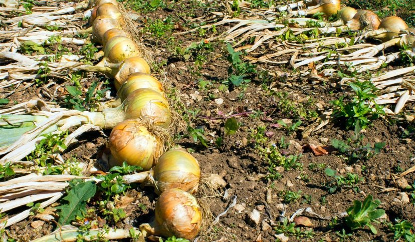 Tak przepędzisz szkodniki cebuli. Ten oprysk to mistrzostwo świata ...