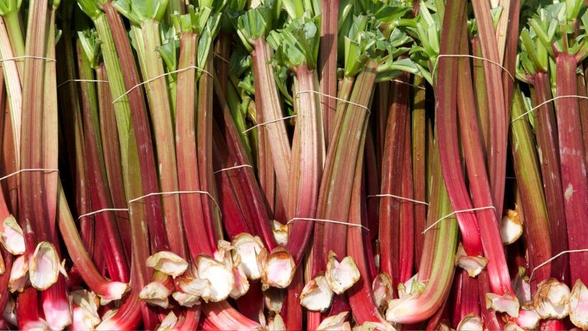 Zaczyna się sezon na polski rabarbar. Ceny takie, że lepiej zacząć ...