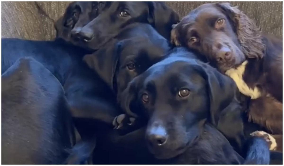 Szybki test na spostrzegawczość. Ile psów widzisz na zdjęciu? Nie tak ...